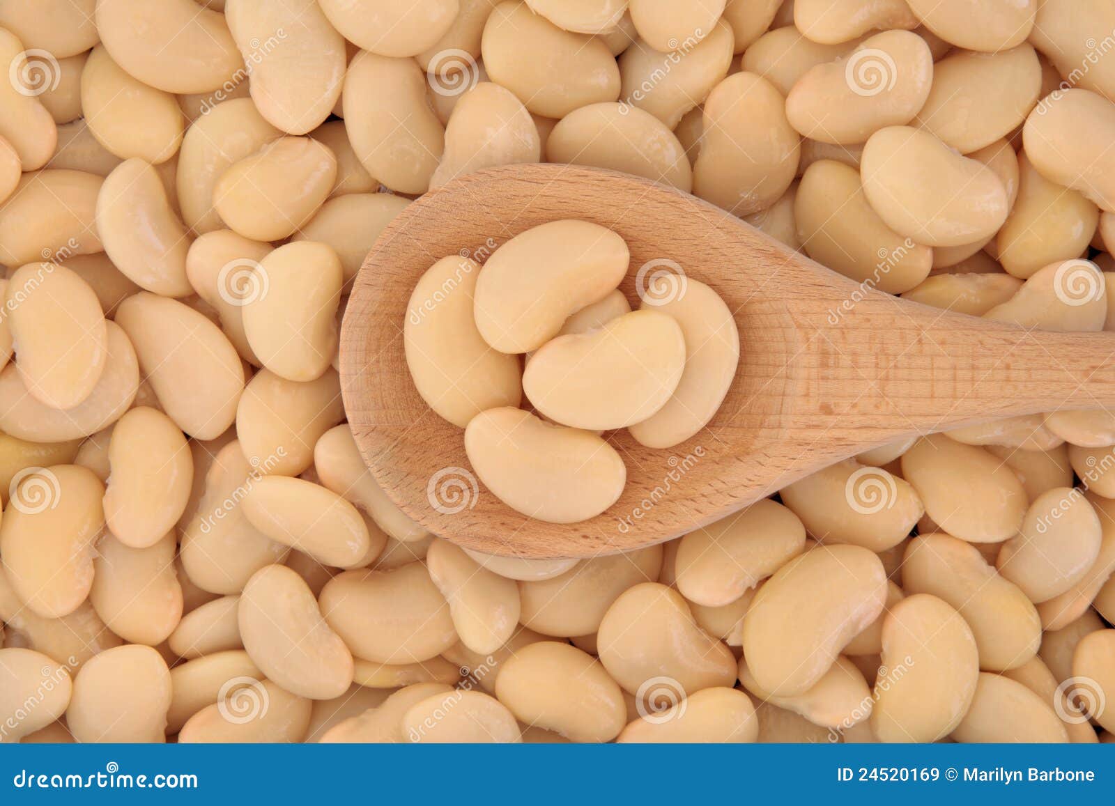 Butter Beans Royalty-Free Stock Photography | CartoonDealer.com #24520169