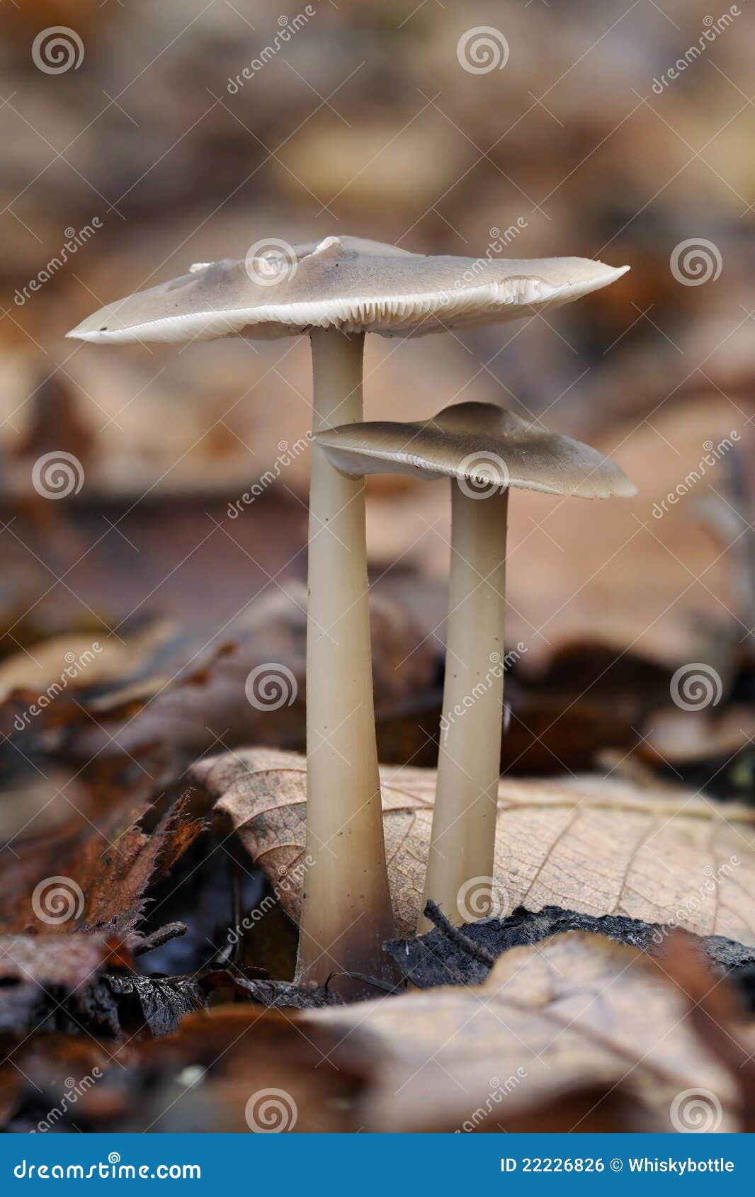 Butter Cap Fungi stock photo. Image of mushroom, vertical - 22226826