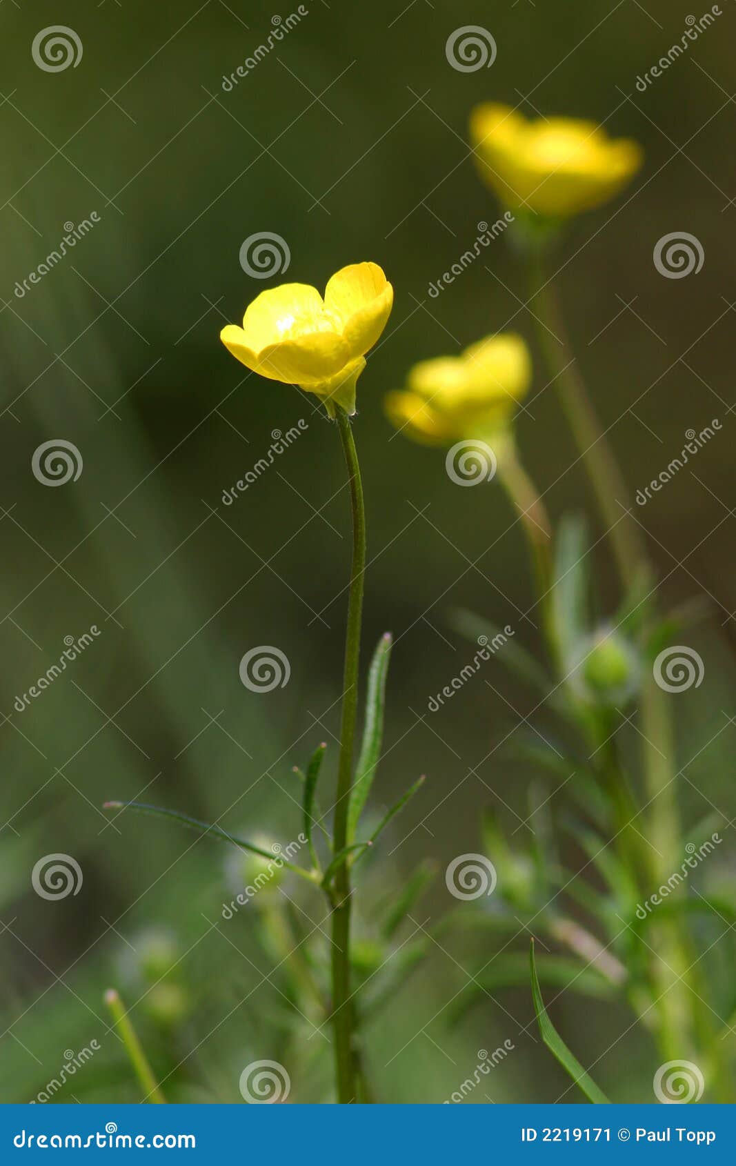 Butter Cup Flowers stock image. Image of butter, bright - 2219171
