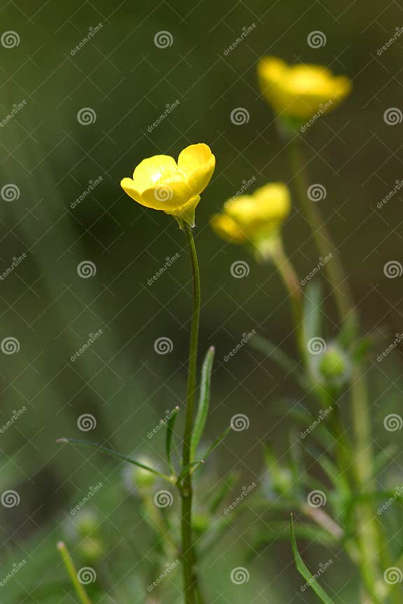 Butter Cup Flowers stock image. Image of butter, bright - 2219171