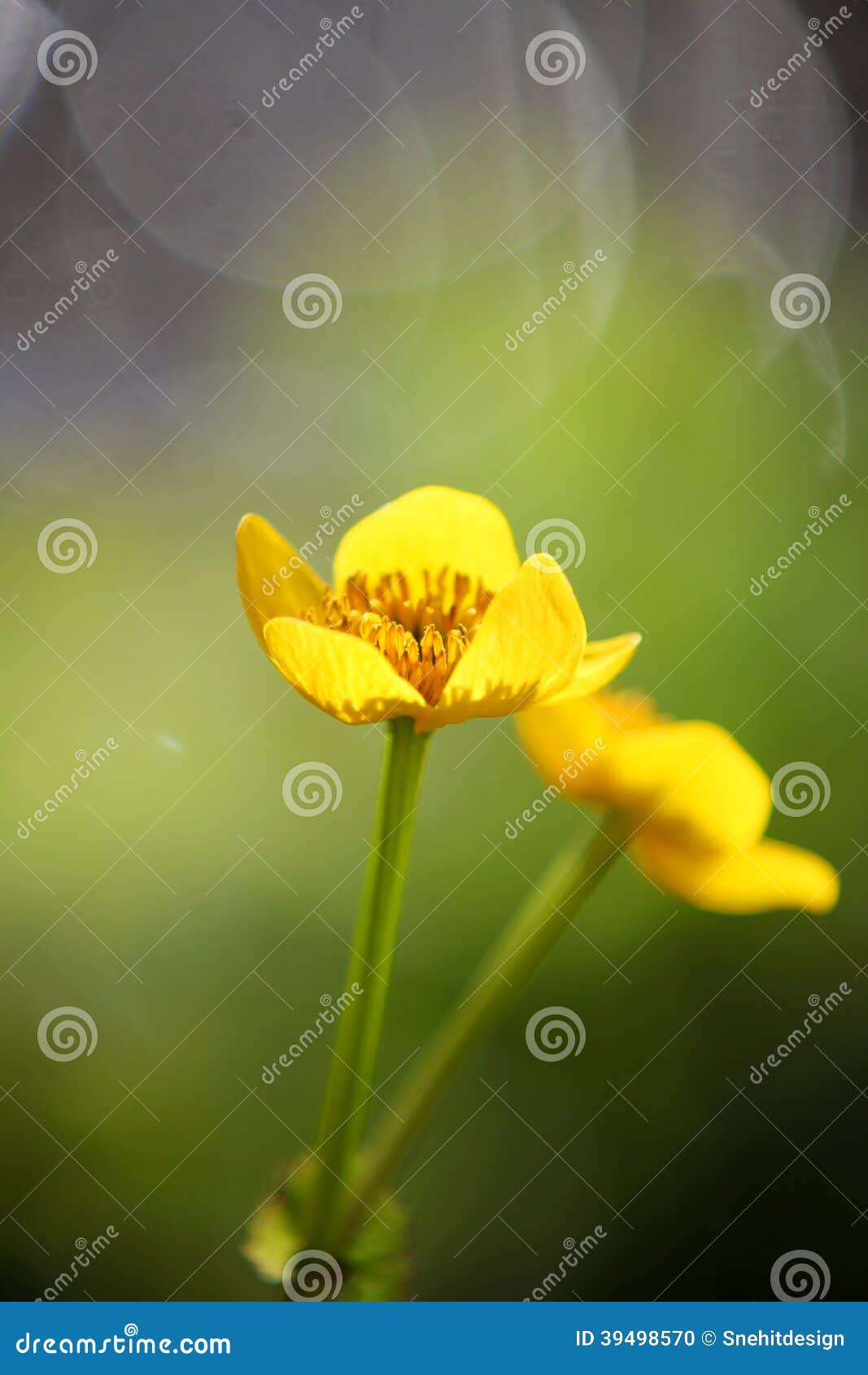 Butter cups stock photo. Image of buttercup, green, corner - 39498570