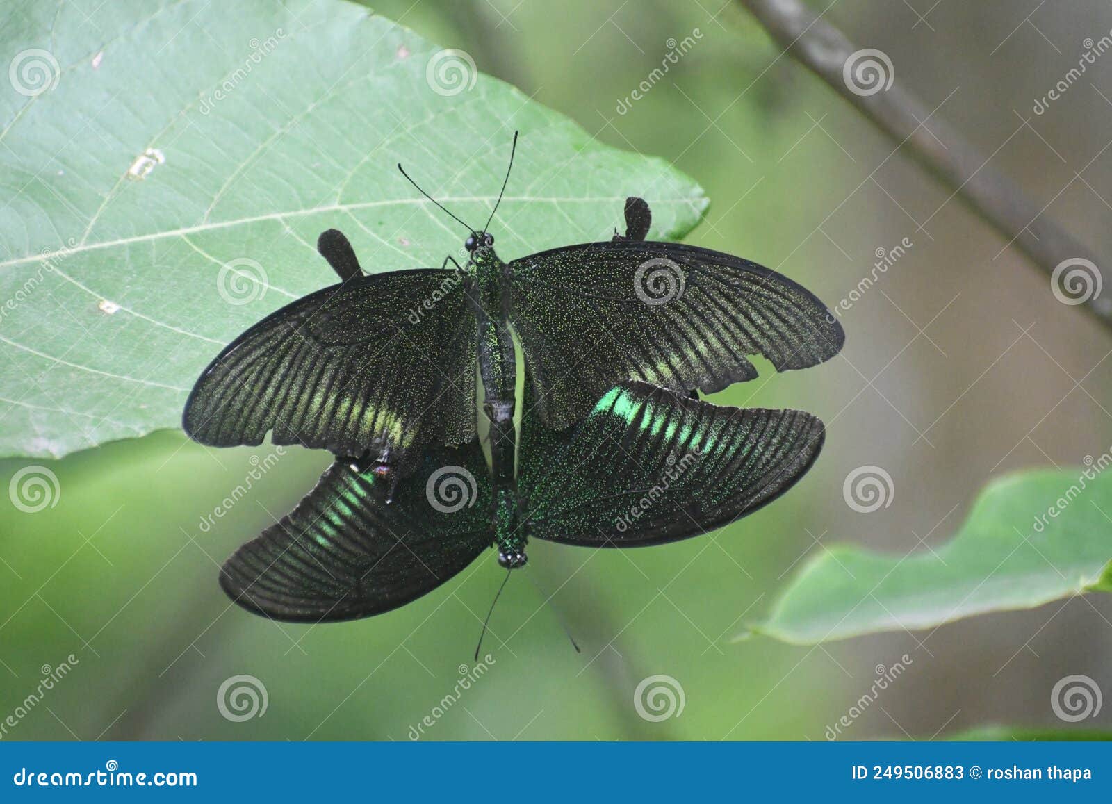 Butter fly - stock image. Image of macrolepidopteran - 249506883