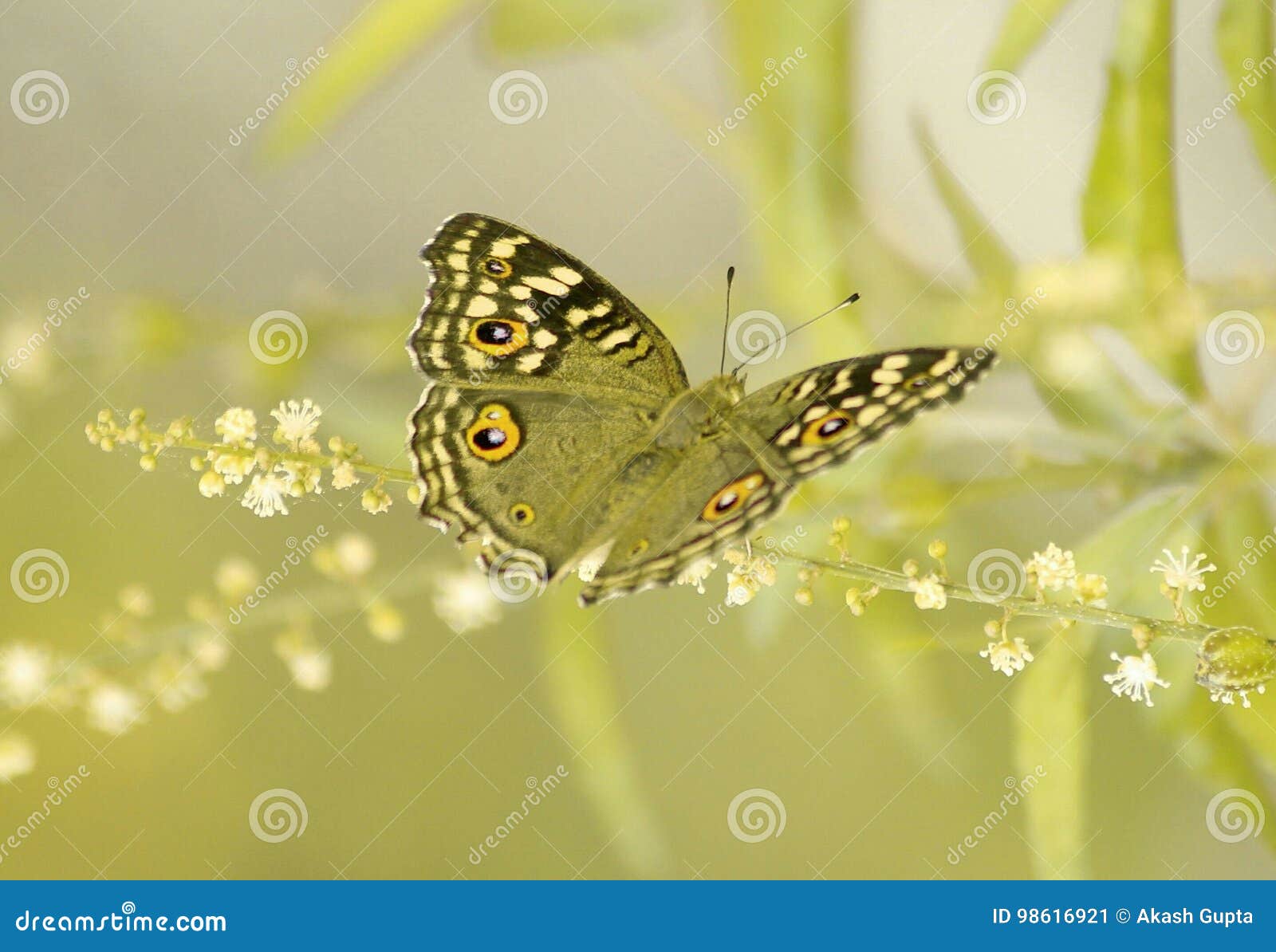 341 Fly Pic Stock Photos - Free & Royalty-Free Stock Photos from Dreamstime