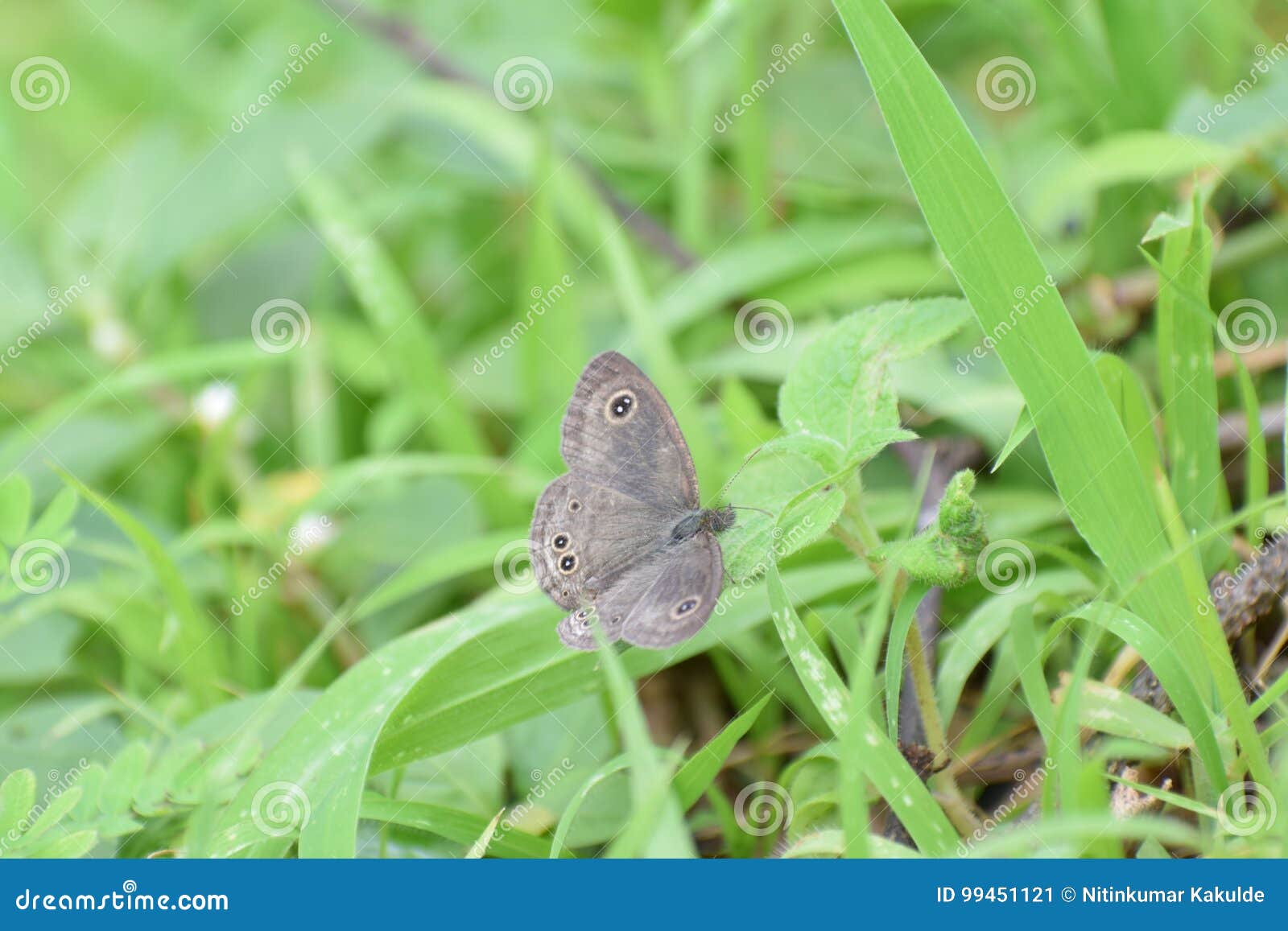 Butter fly stock image. Image of rainy, butter, sweety - 99451121