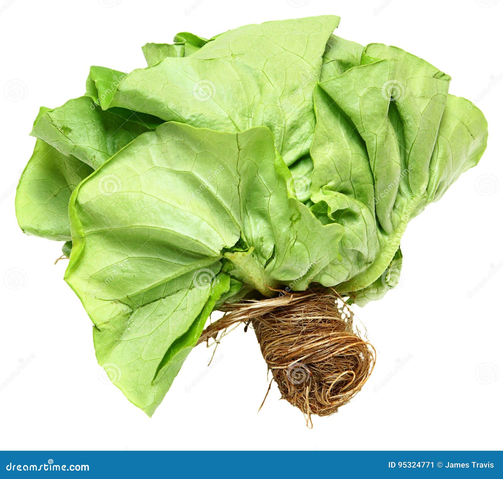 Butter Lettuce Head stock image. Image of bundle, background - 95324771