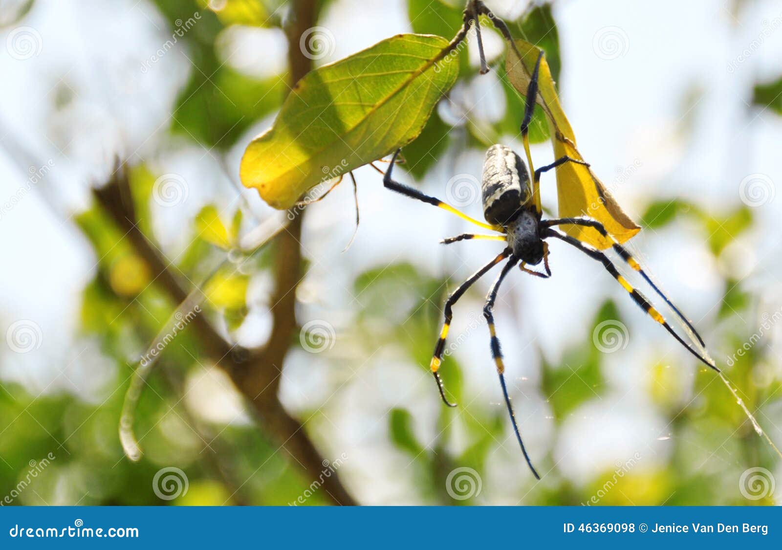 Butter spider stock photo. Image of butter, great, yellow - 46369098