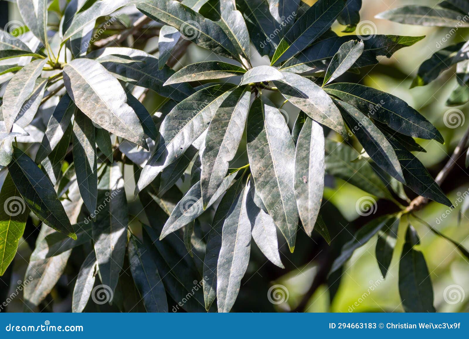 Butter Tree Leaves, Madhuca Longifolia Stock Image - Image of leaf ...