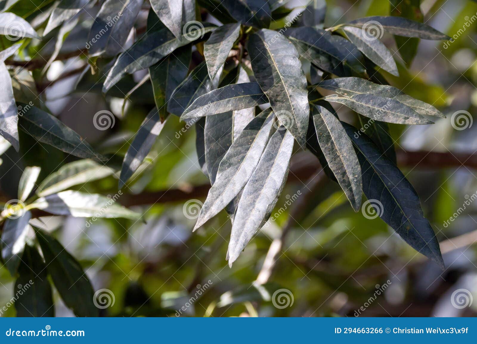 Butter Tree Leaves, Madhuca Longifolia Stock Photo - Image of leaves ...