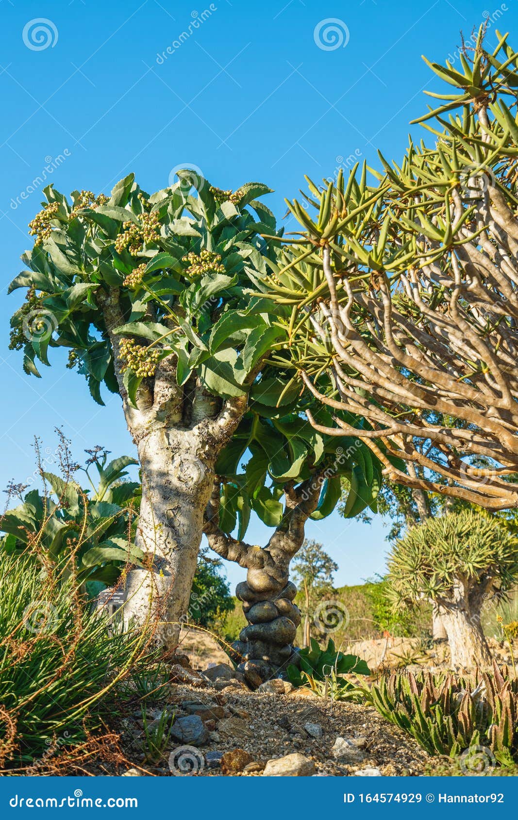 Botterboom Butter Tree, Tylecodon Paniculatus, In The Tankwa Karoo ...