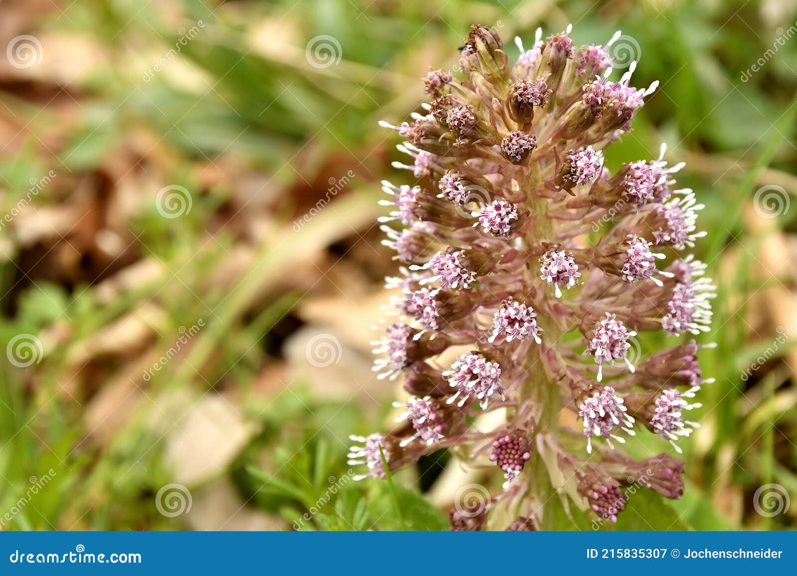 Butterbur, Medicinal Herb with Flower in Spring Stock Image - Image of ...