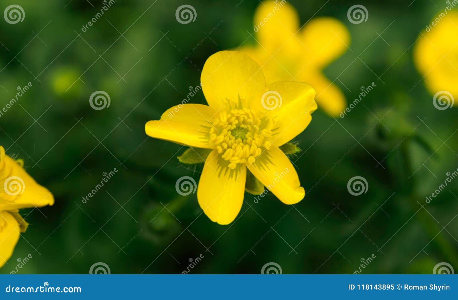 Buttercup imagem de stock. Imagem de bonito, macro, botânica - 118143895
