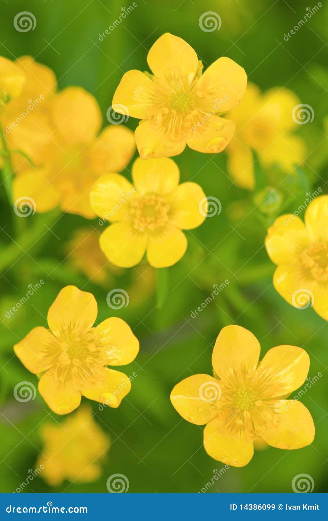 Buttercup stock image. Image of closeup, color, season - 14386099