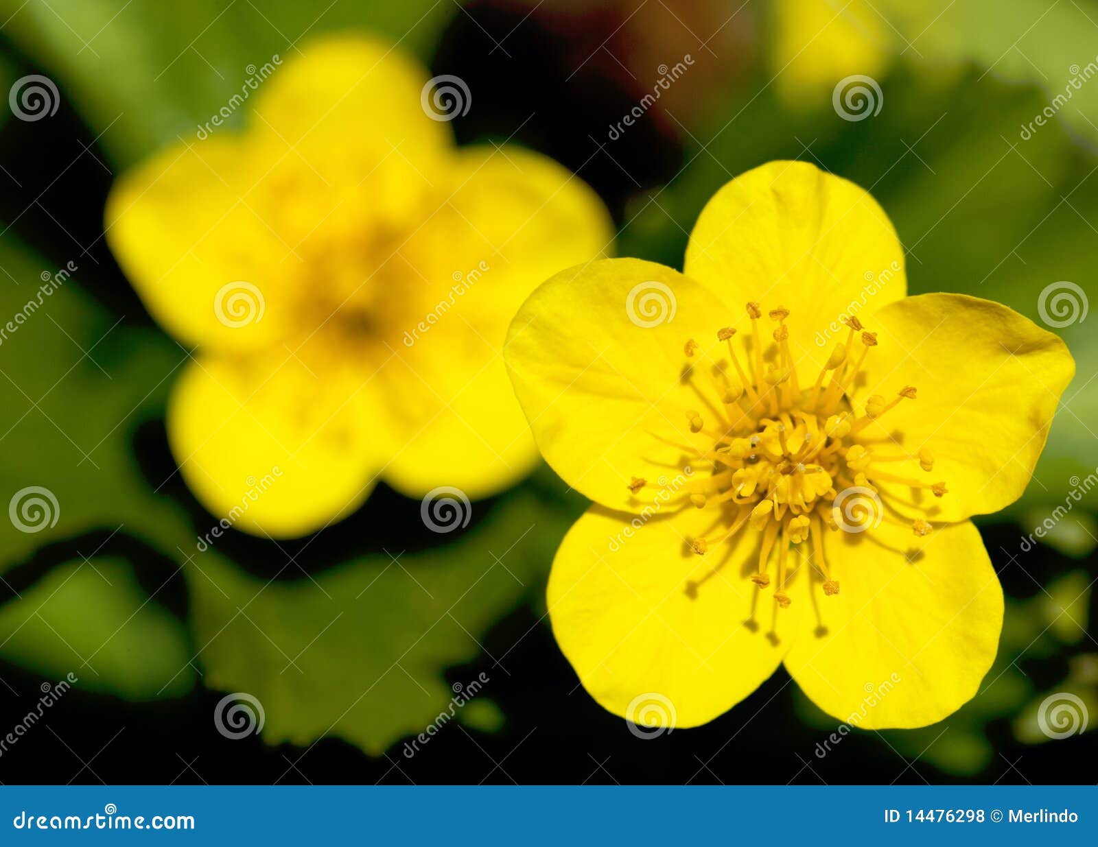 Buttercup stock photo. Image of growth, pasture, flower - 14476298