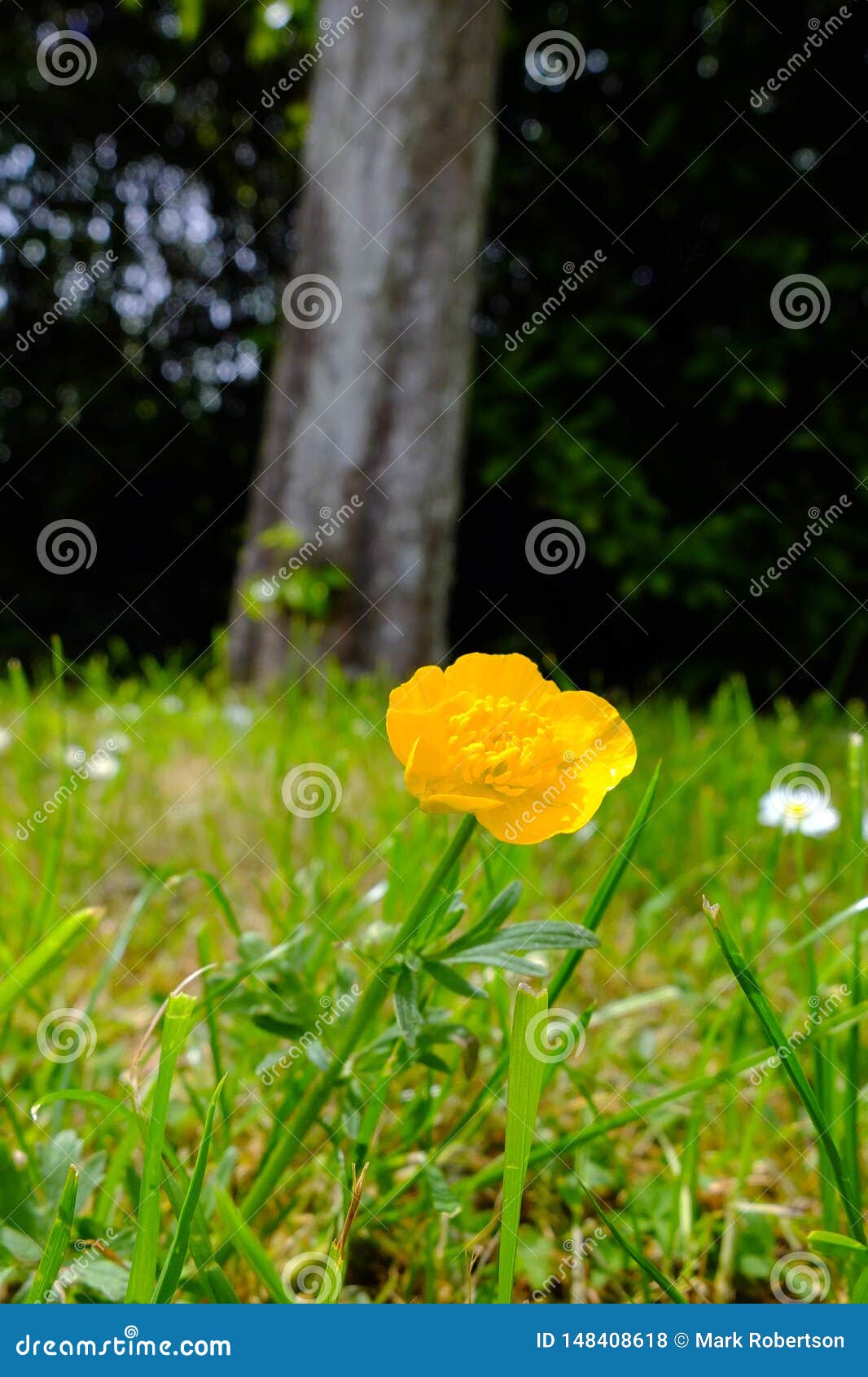 Single yellow buttercup. stock photo. Image of colour - 148408618