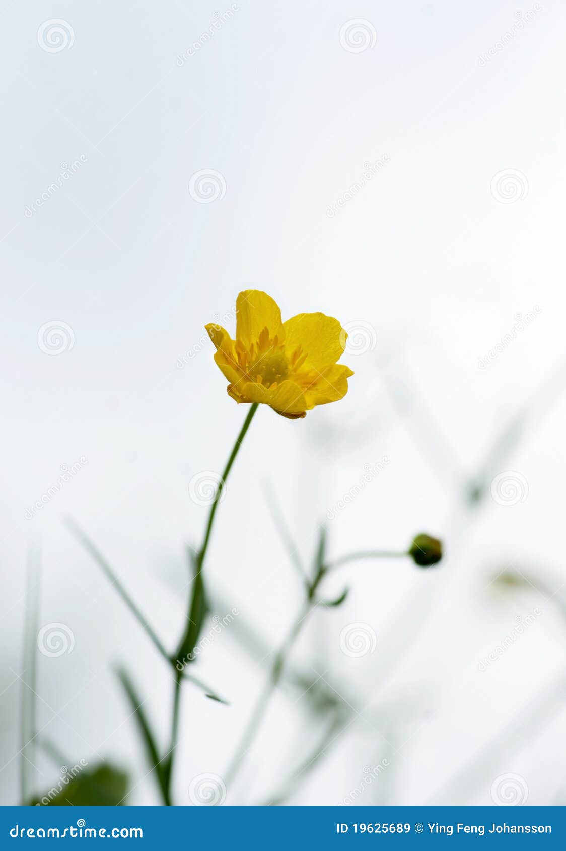 Buttercup stock image. Image of gold, beautiful, macro - 19625689