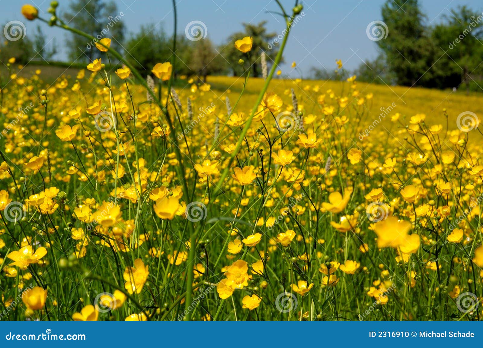 Buttercup stock photo. Image of grass, gardening, botanical - 2316910