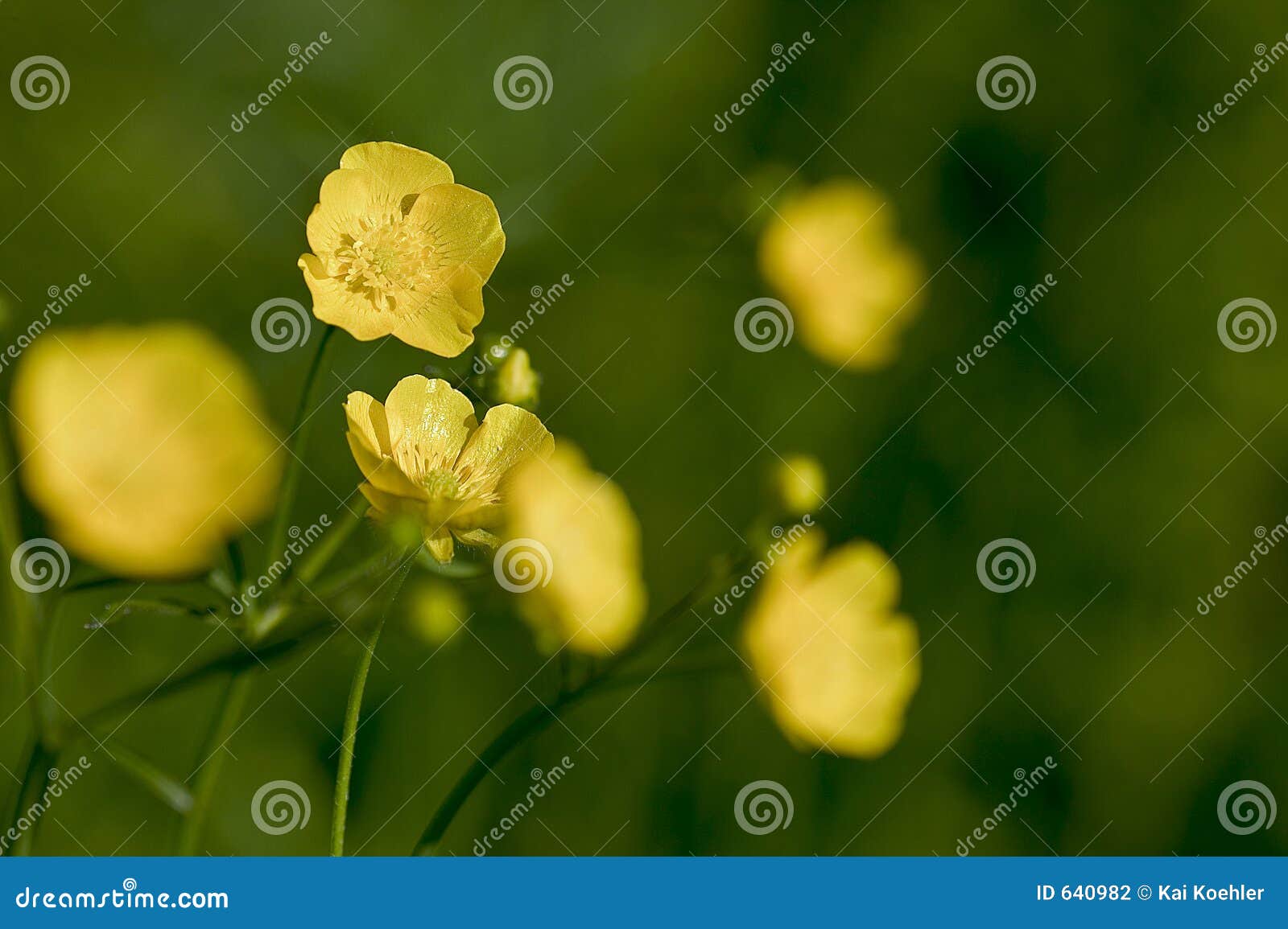 Buttercup stock photo. Image of beautiful, blue, season - 640982