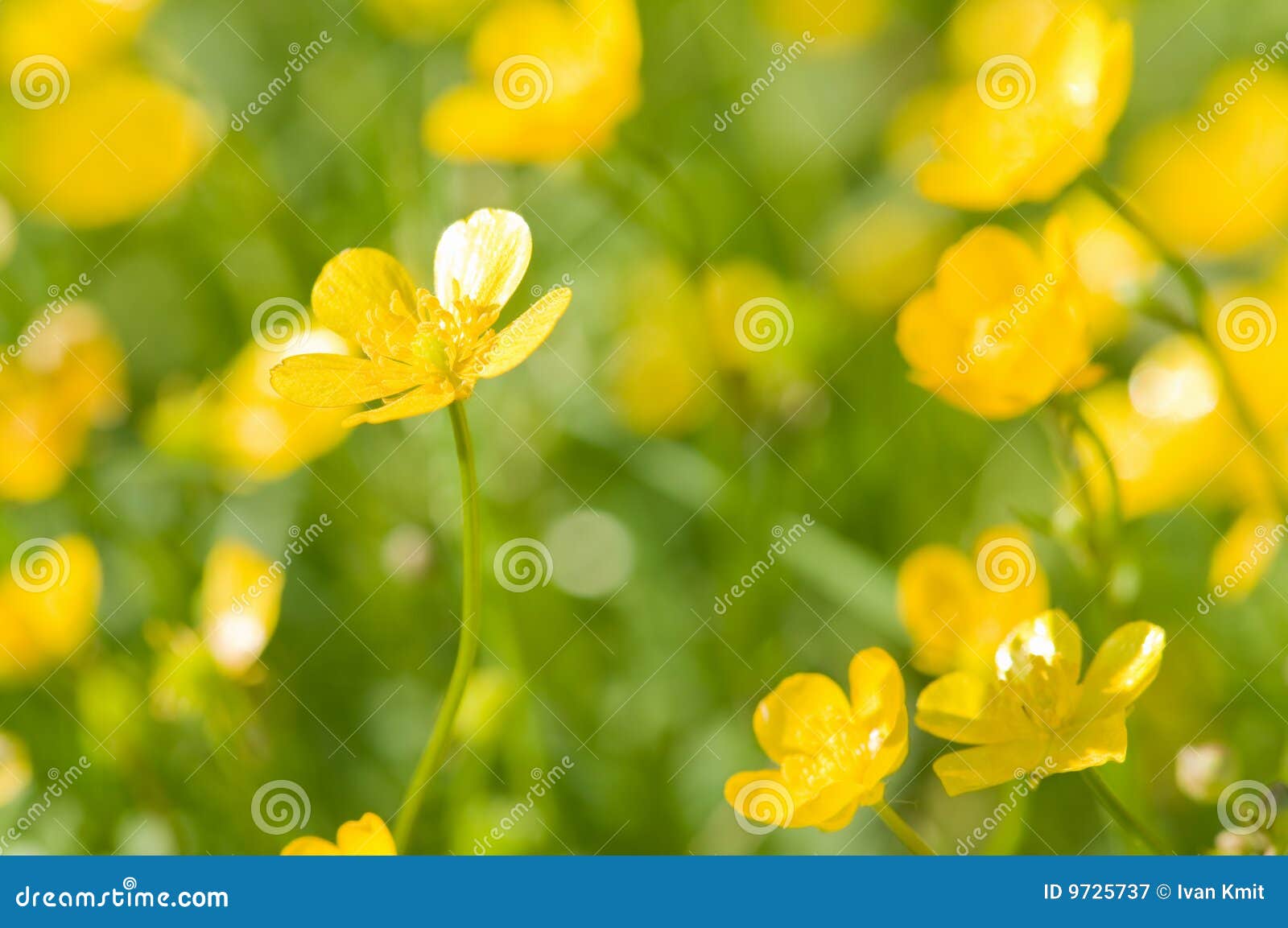 Buttercup stock image. Image of gardening, head, botany - 9725737