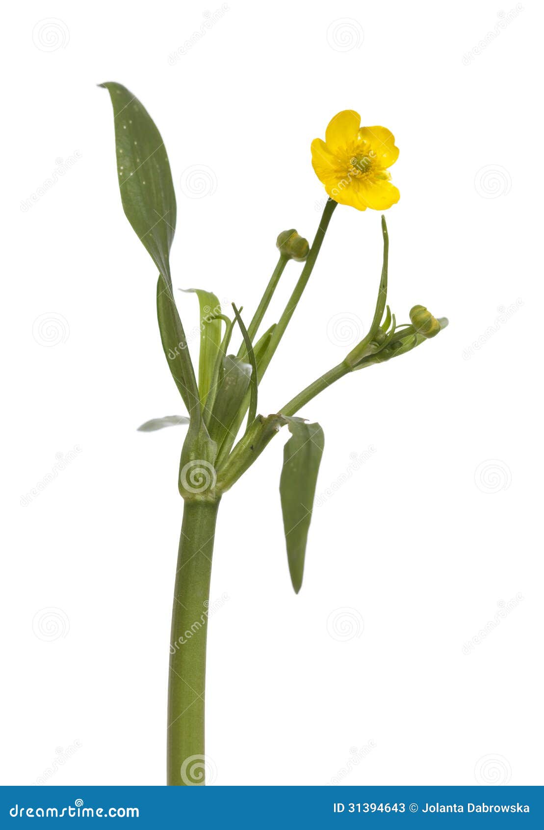 Buttercup stock image. Image of single, stem, yellow - 31394643