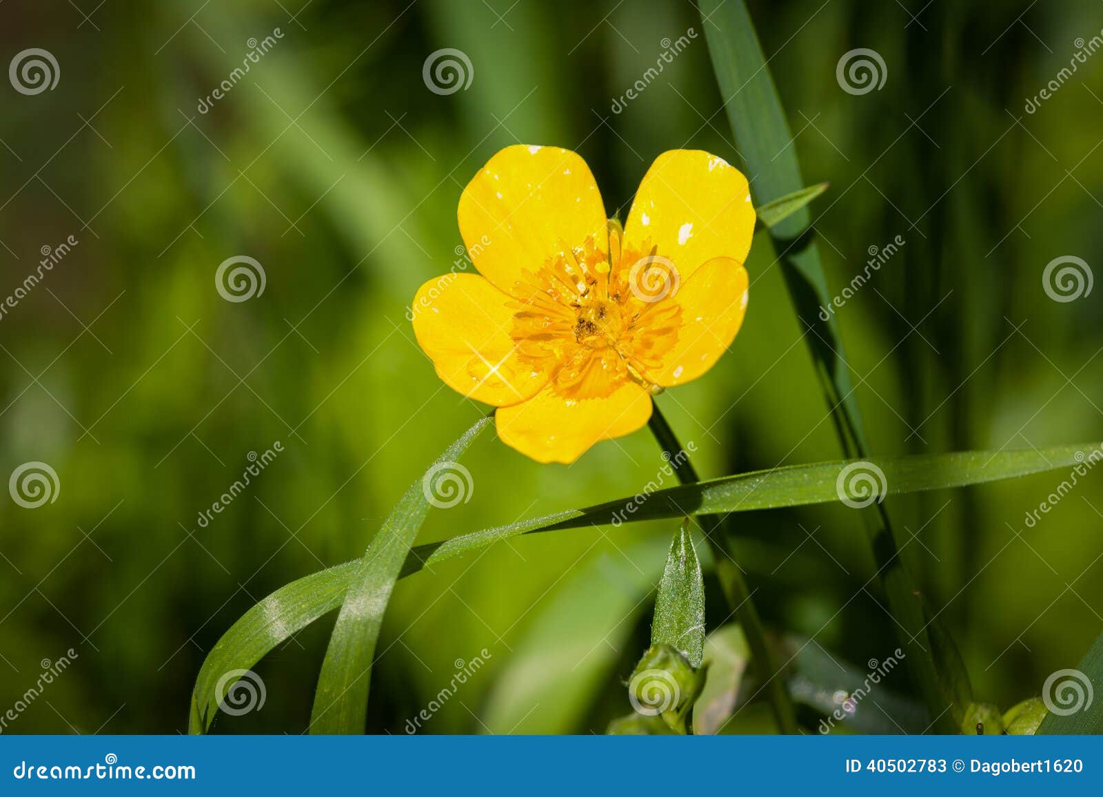 Buttercup Royalty-Free Stock Photography | CartoonDealer.com #40502783