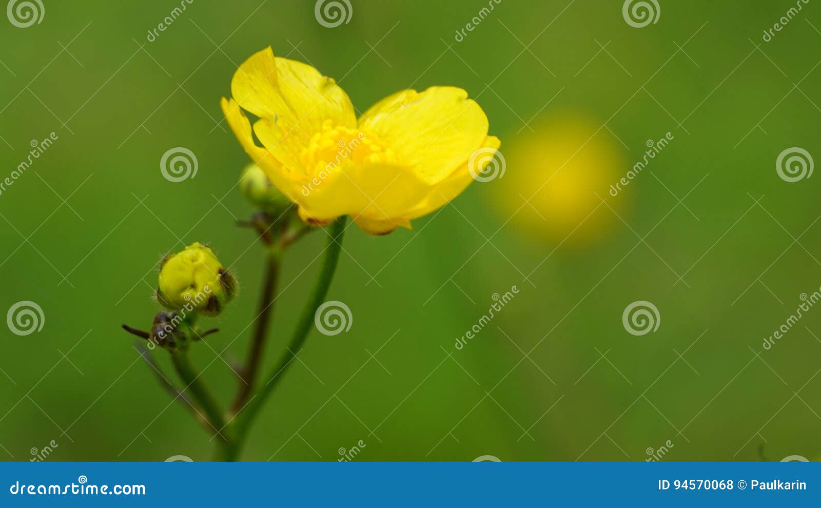 Buttercup stock photo. Image of nature, yellow, green - 94570068