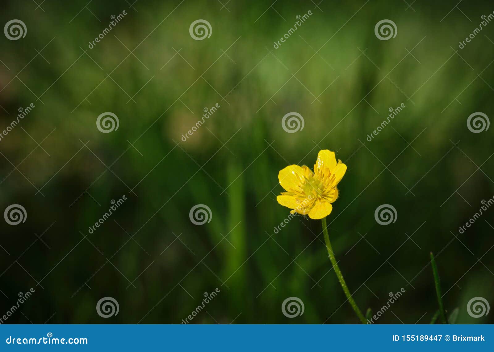 A buttercup facing the sun stock image. Image of nature - 155189447