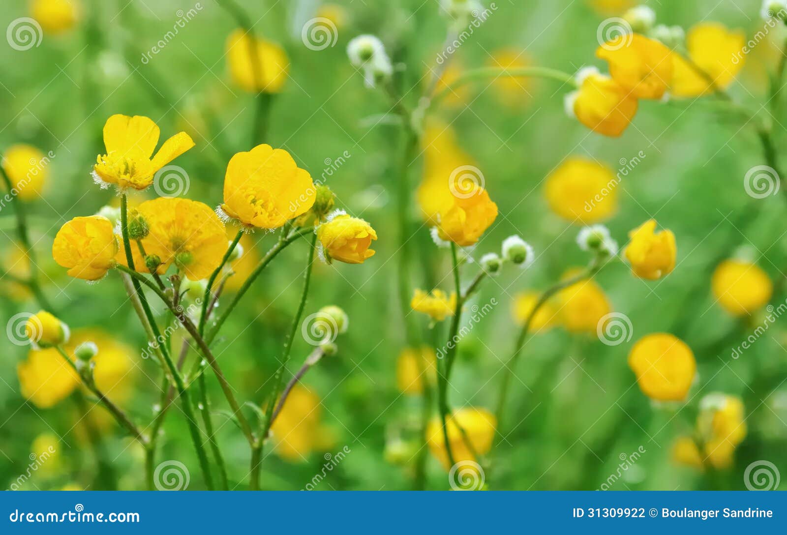 Buttercup stock photo. Image of drops, flowers, freshness - 31309922