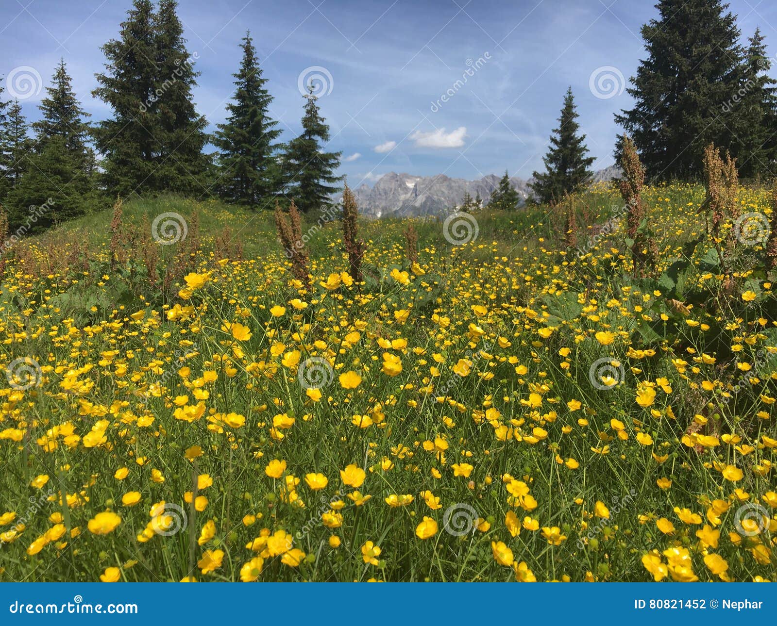 Buttercup field stock photo. Image of background, field - 80821452