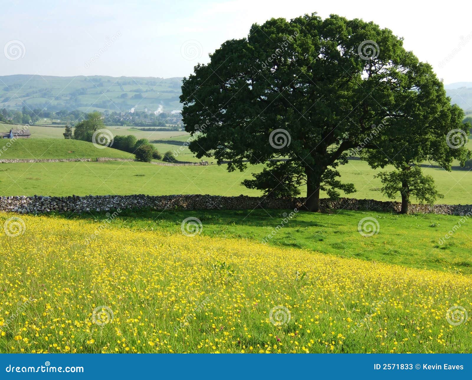 Buttercup field and tree stock image. Image of field, stone - 2571833
