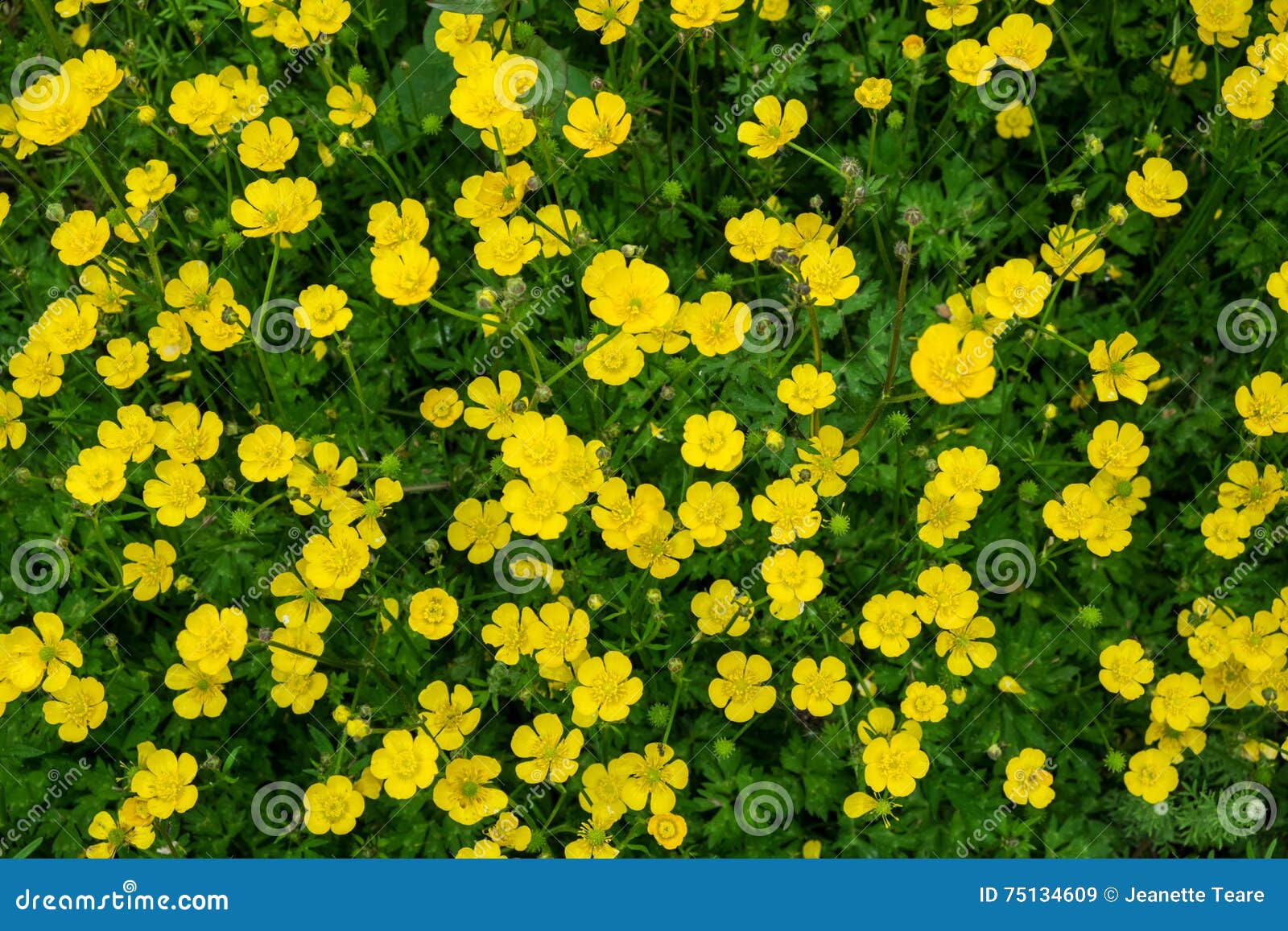 Buttercup field stock image. Image of flora, ranunculus - 75134609