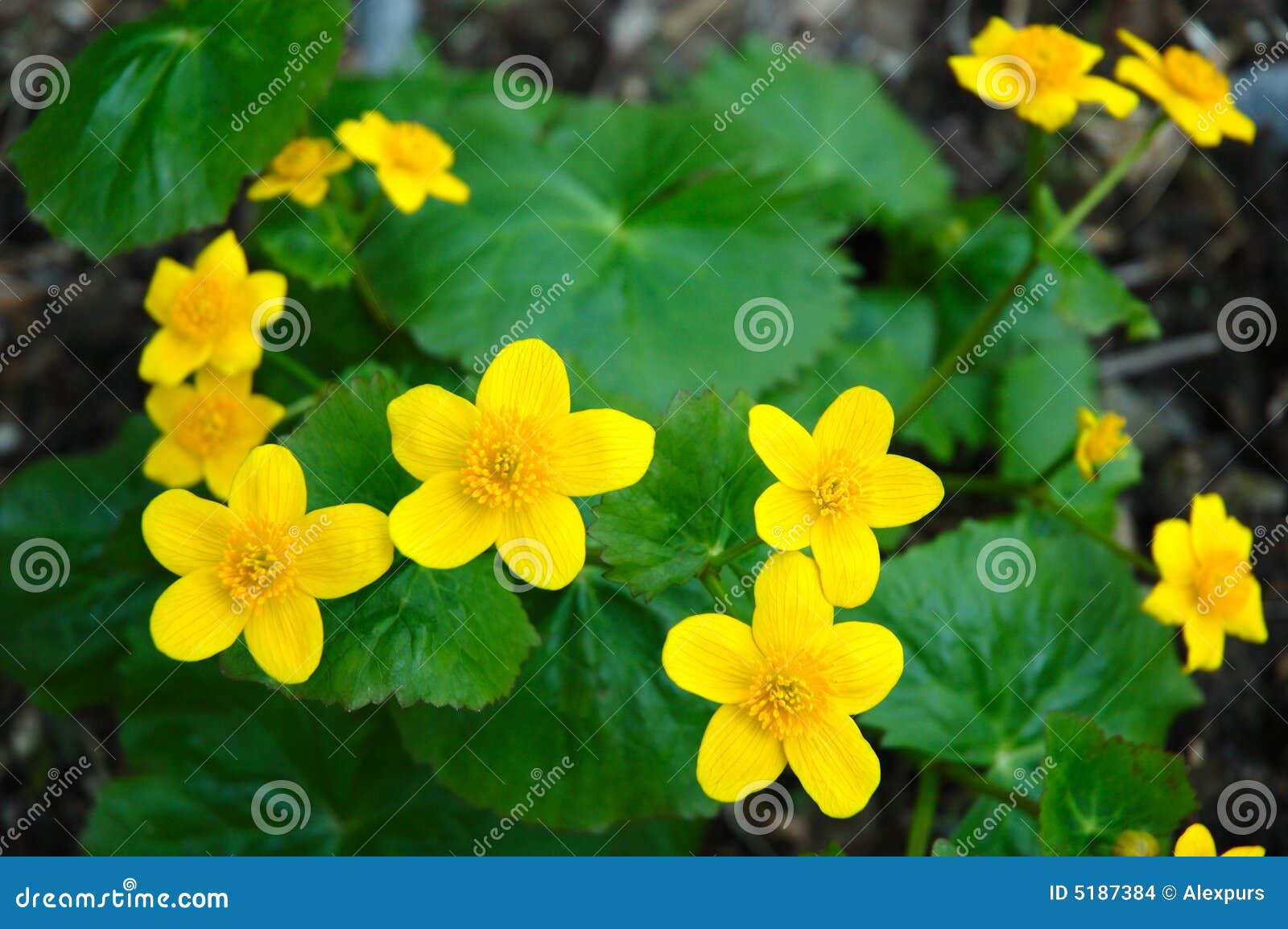 Buttercup flower. stock photo. Image of wild, natural - 5187384