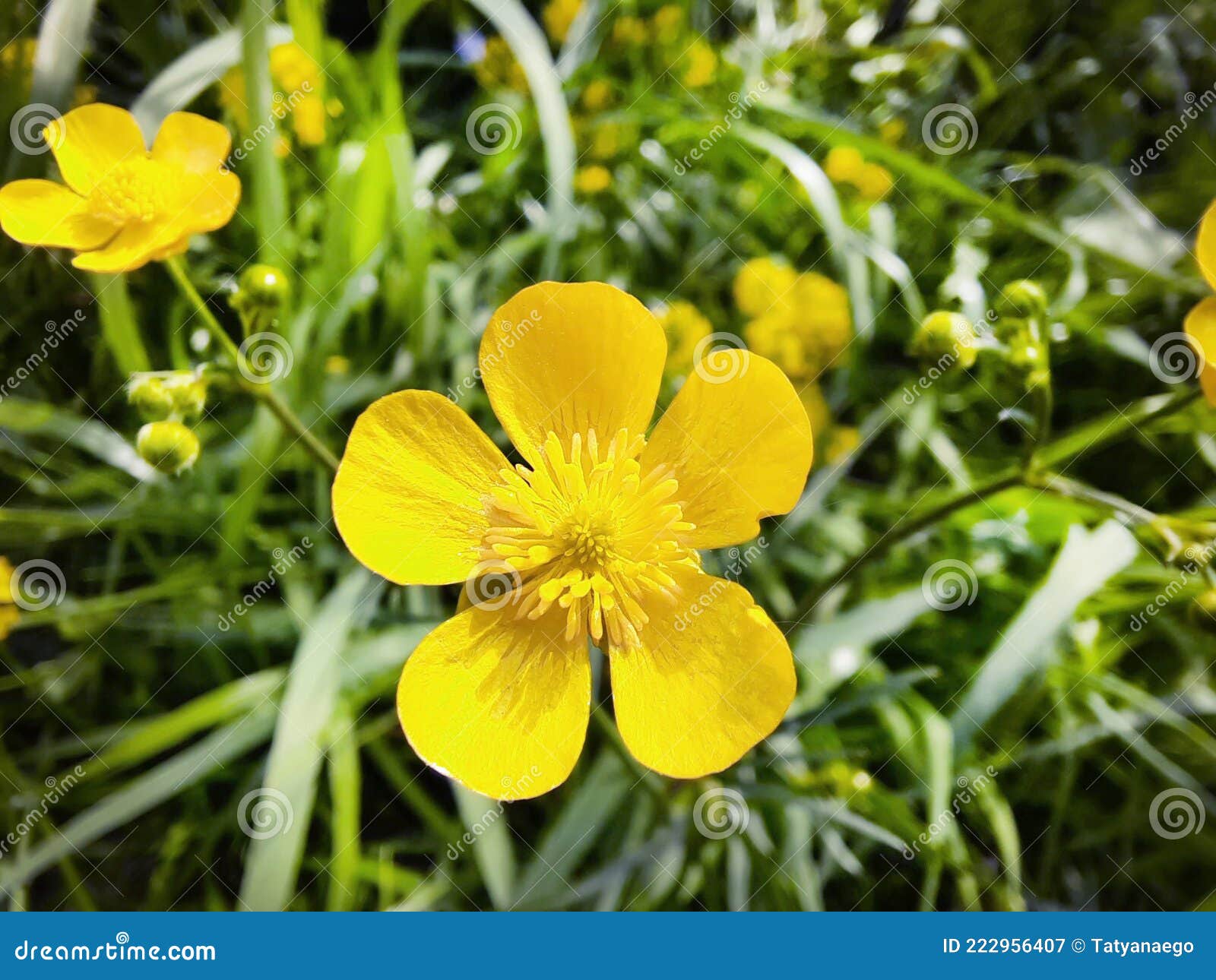 Buttercup flower closeup stock image. Image of outdoors - 222956407