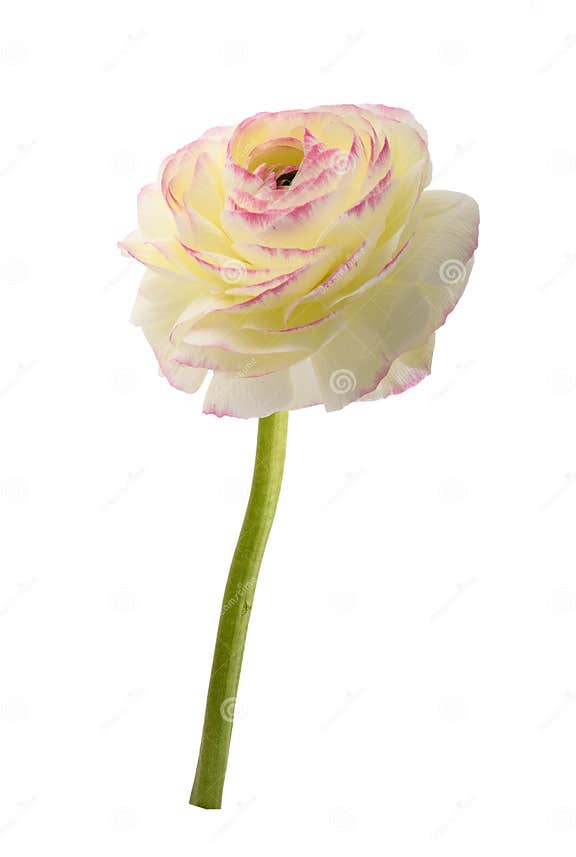 Buttercup flower head stock image. Image of ranunculus - 242462903