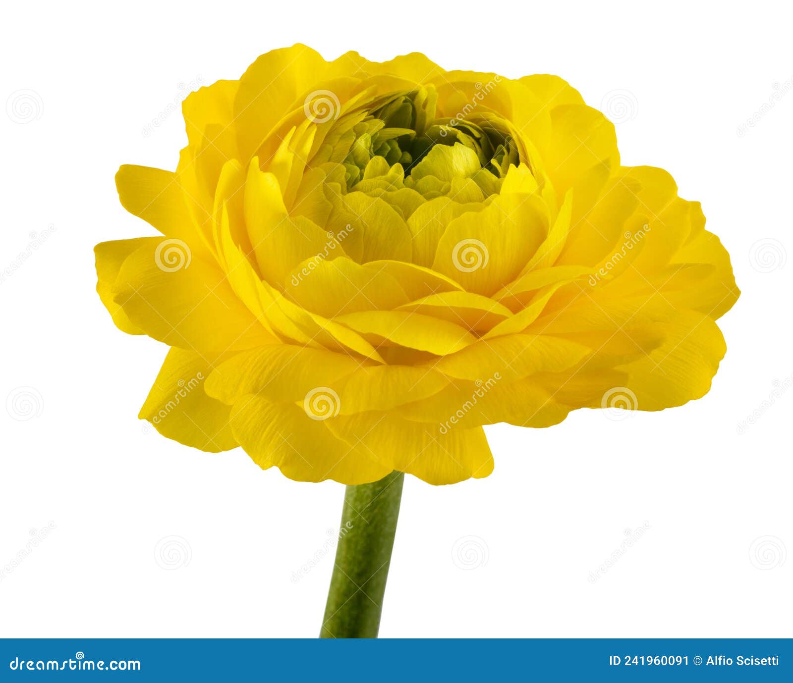 Buttercup flower head stock image. Image of petal, flower - 241960091