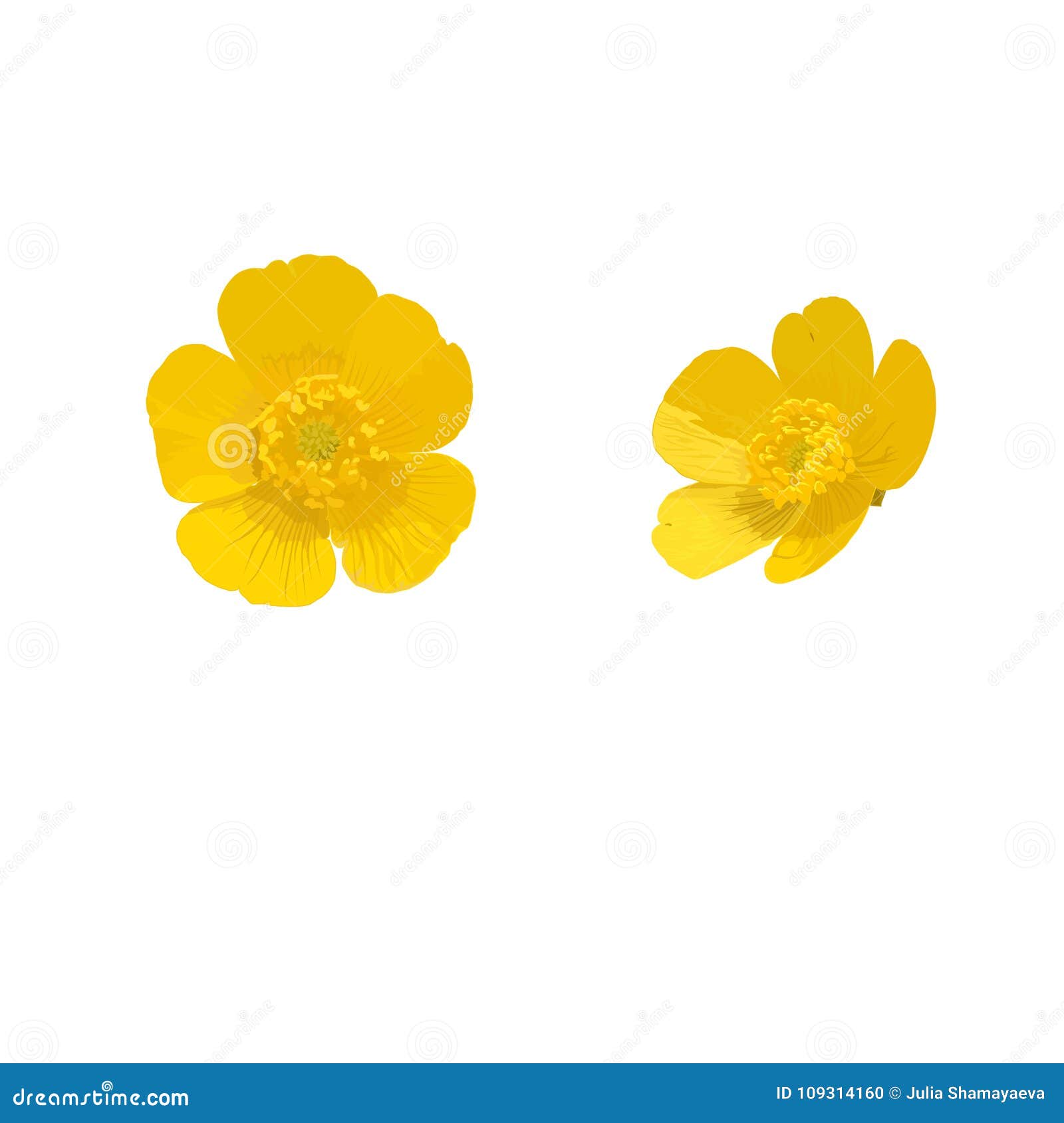 Buttercup. Flower. Vector Illustration. Stock Vector - Illustration of ...