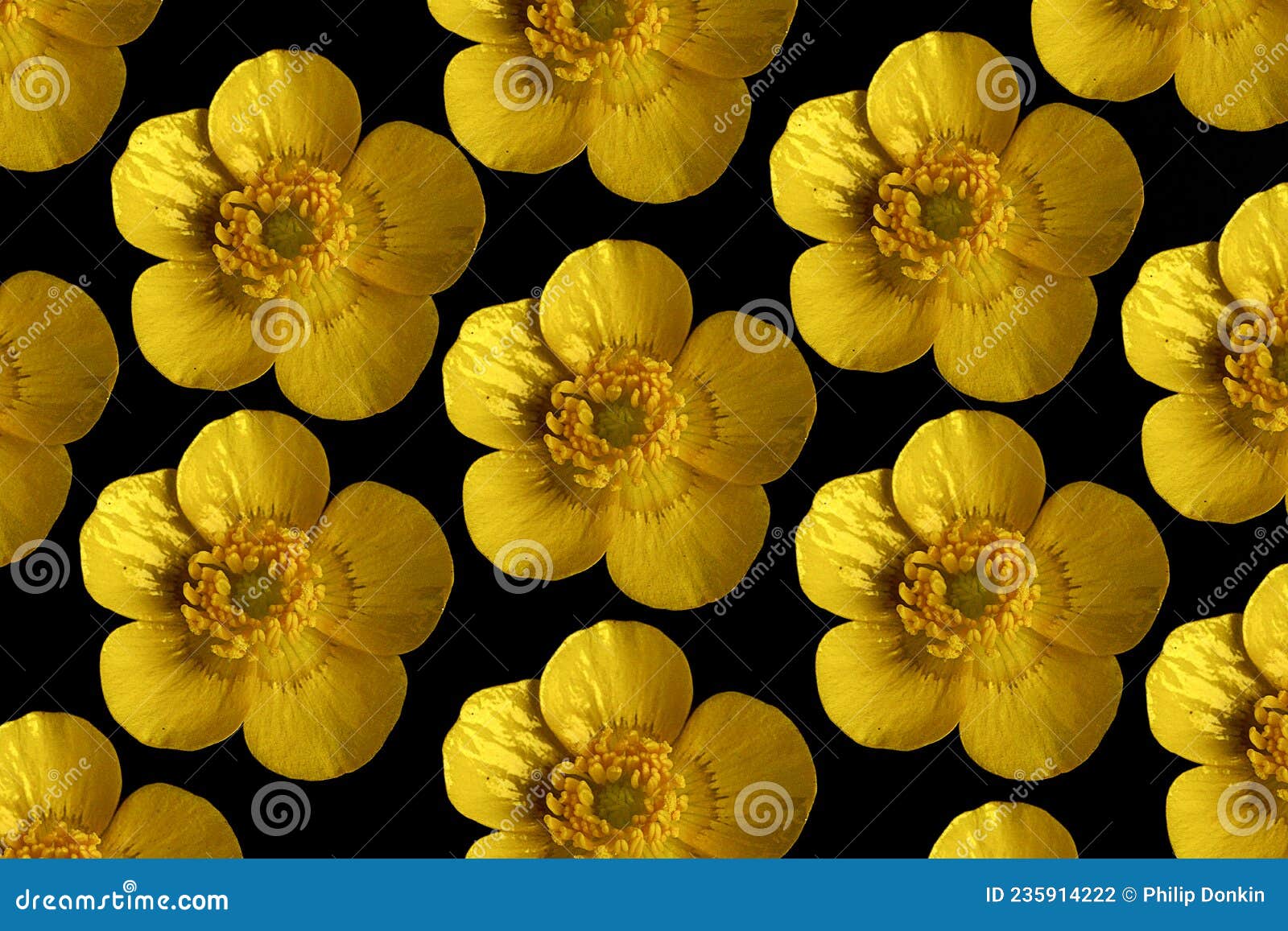 Buttercup Flower with Its Distinctive Yellow Color Stock Photo - Image ...