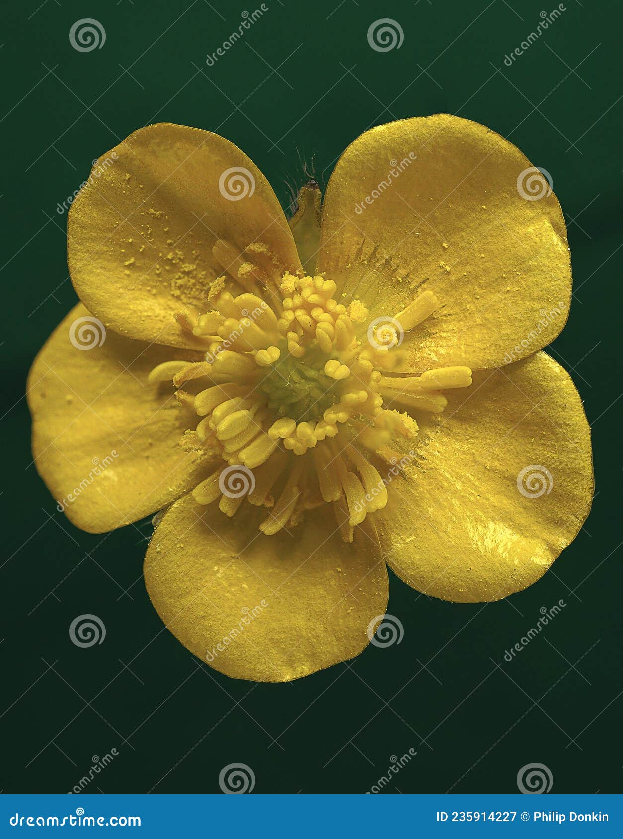 Buttercup Flower with Its Distinctive Yellow Color Stock Image - Image ...