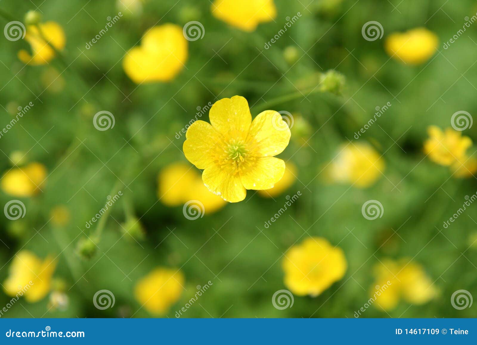 Buttercup flowers stock image. Image of background, bloom - 14617109