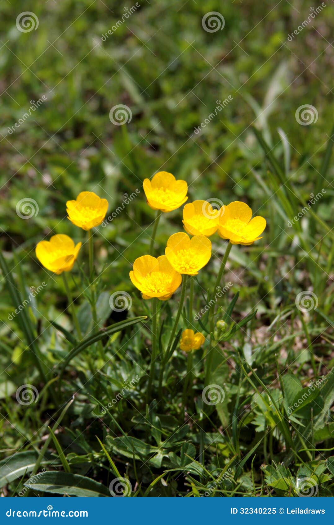 Buttercup flowers stock image. Image of europe, botany - 32340225