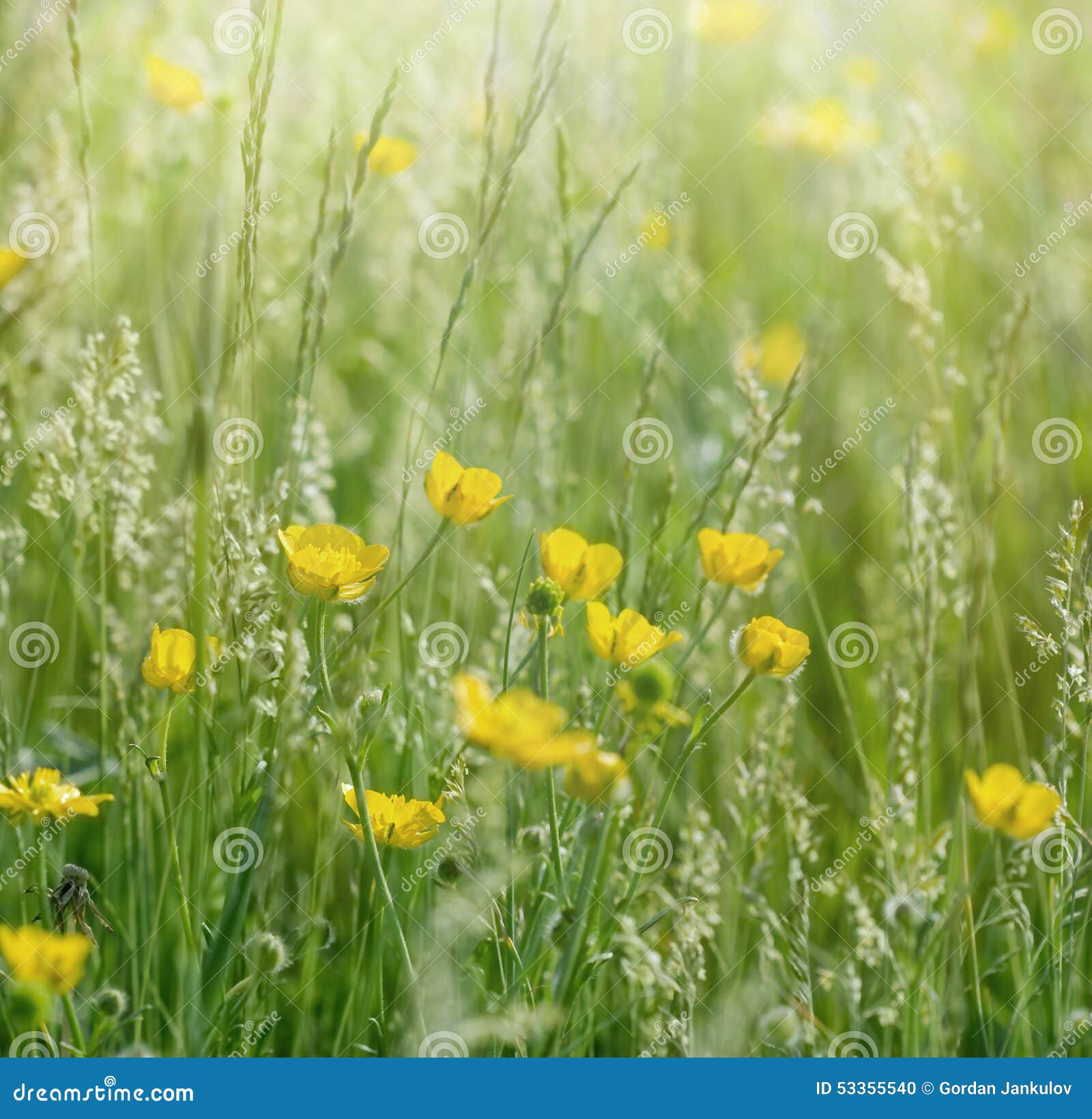Buttercup Flowers in Spring Stock Photo - Image of blooming, color ...