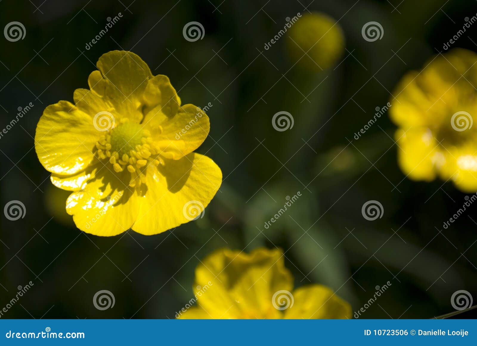 Color Buttercup Stock Illustrations – 671 Color Buttercup Stock ...