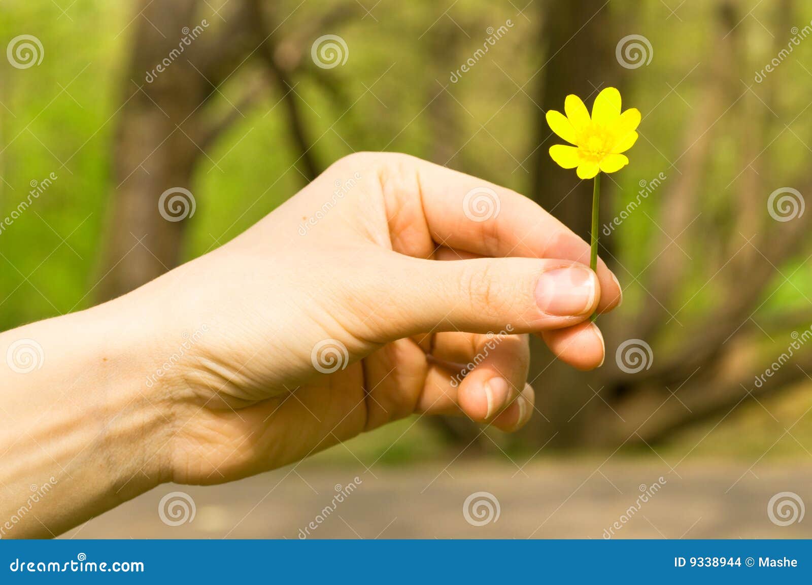 Buttercup in a hand stock photo. Image of male, clear - 9338944