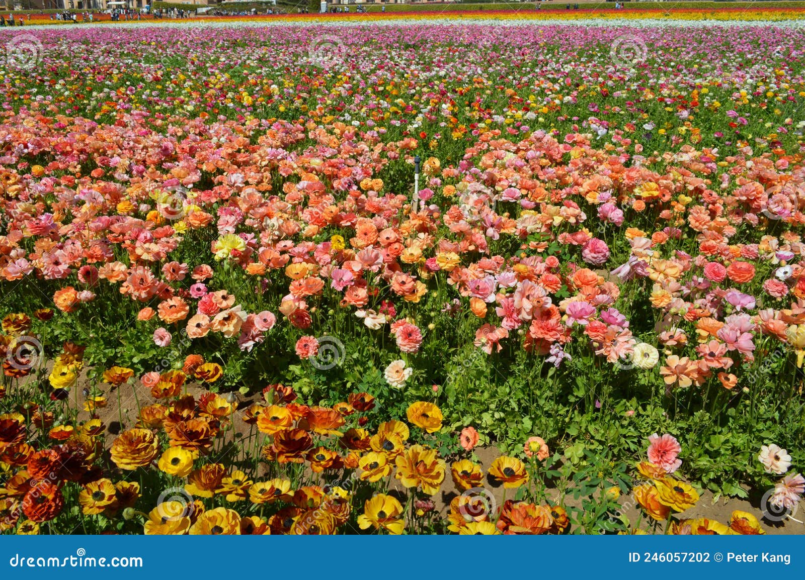 Ranunculus Buttercup Field Carlsbad Spring Stock Photo - Image of ...