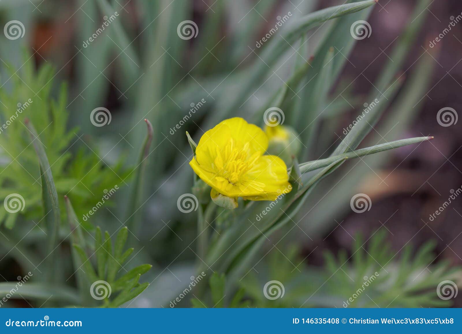 The Buttercup Ranunculus Gramineus Stock Photo - Image of floral, grass ...