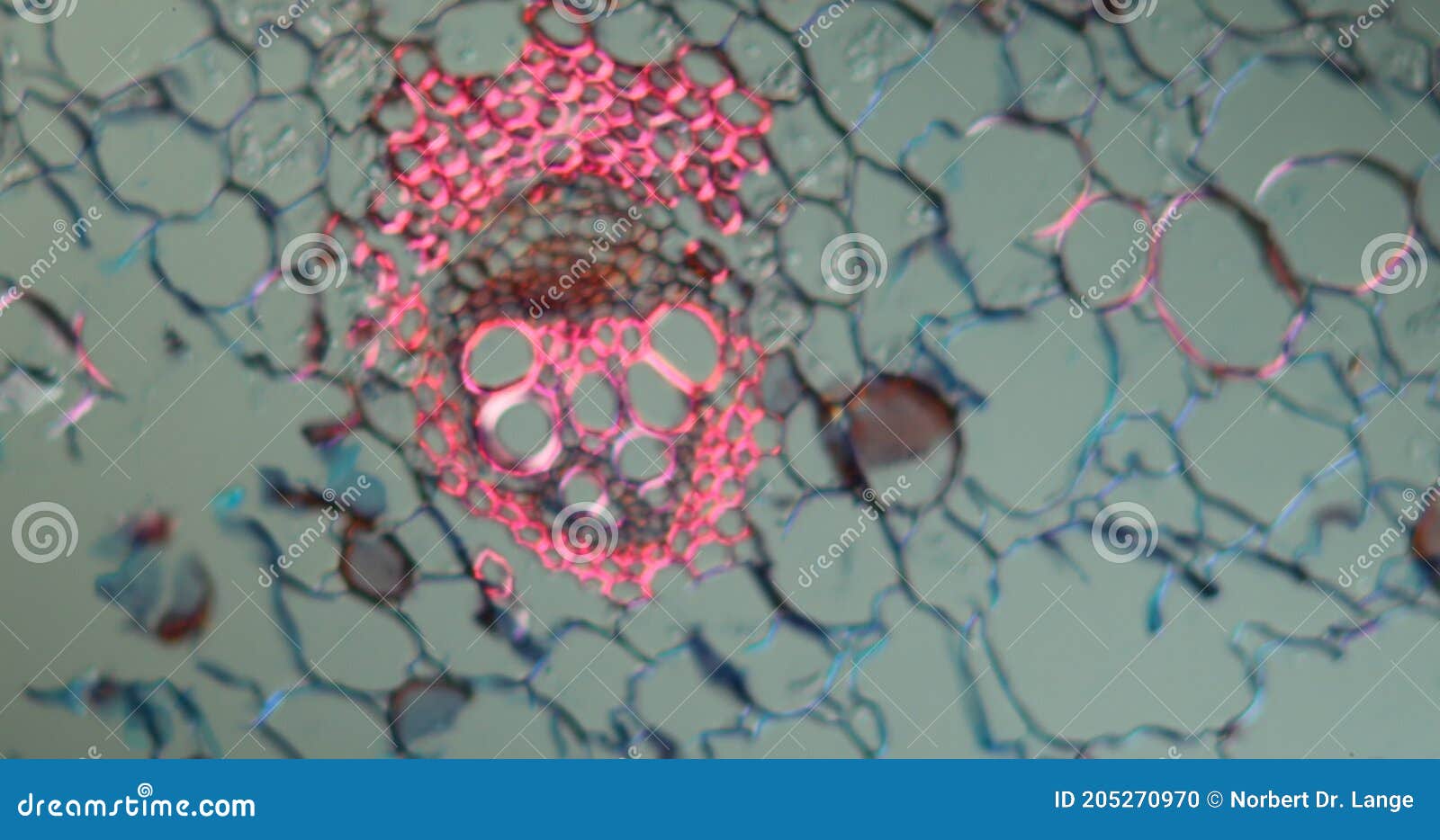 Buttercup Stem in Cross Section Stock Footage - Video of flower ...