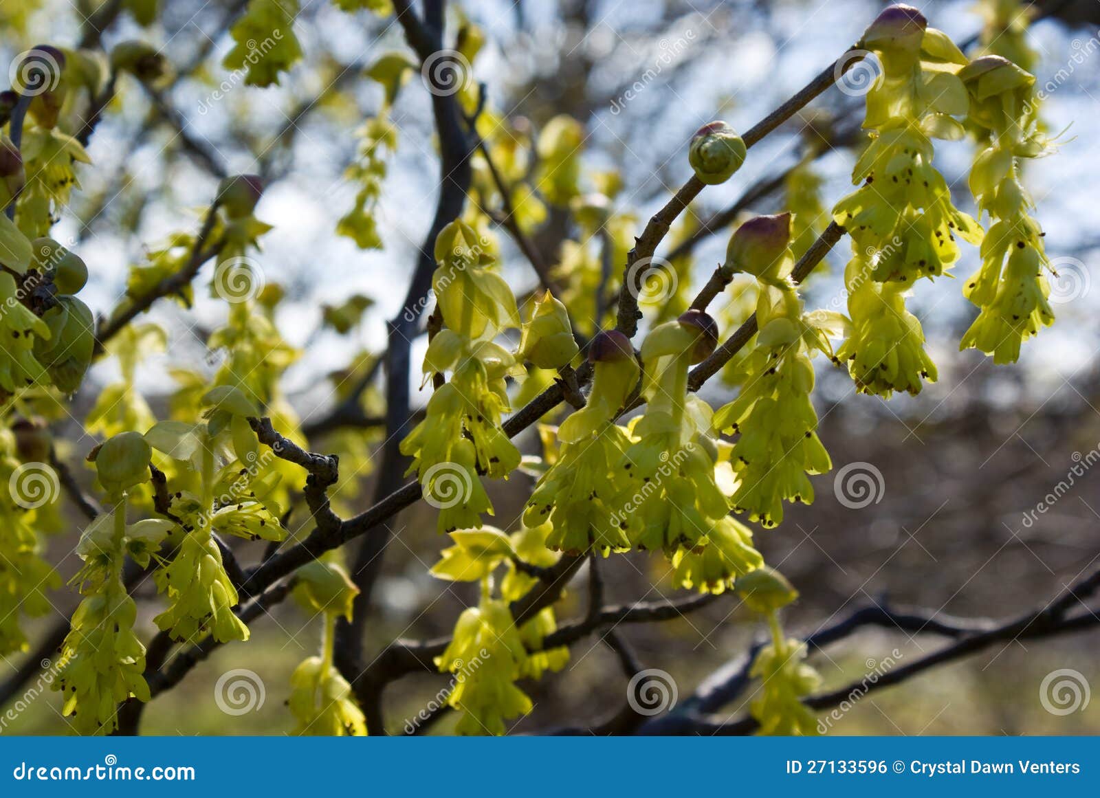Buttercup Witch Hazel stock photo. Image of racemes, buttercup - 27133596