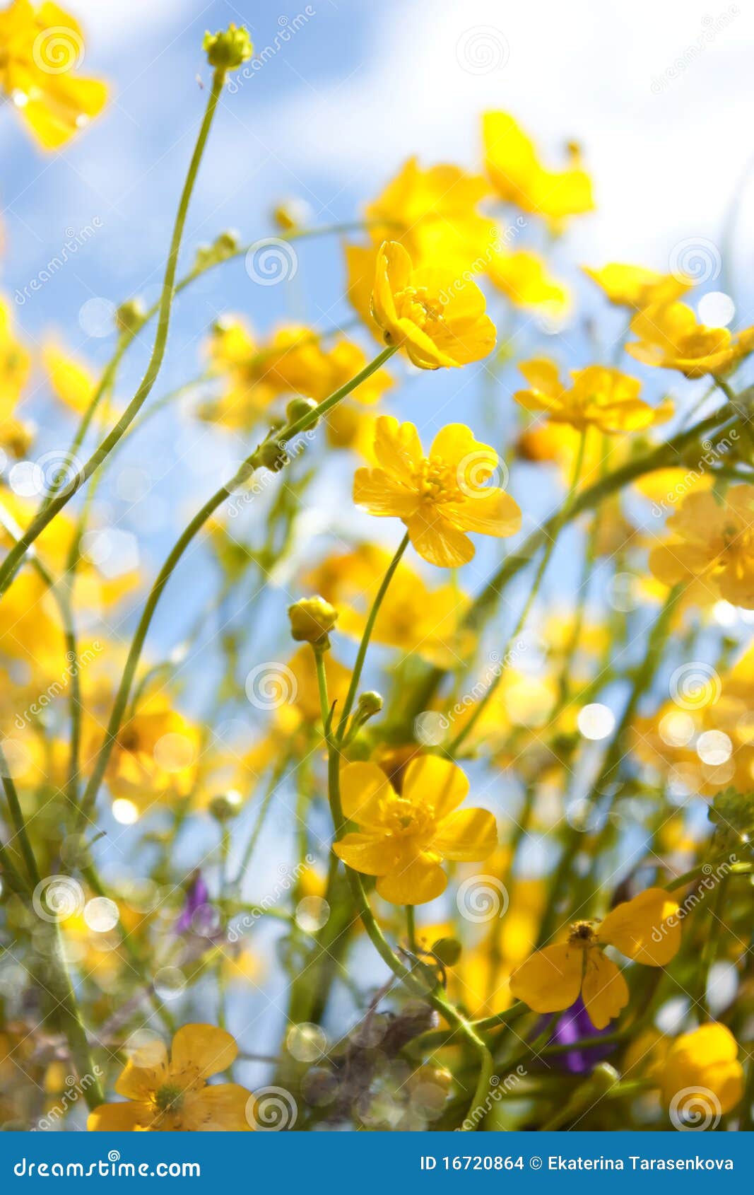 Buttercup. yellow flower stock photo. Image of outdoors - 16720864