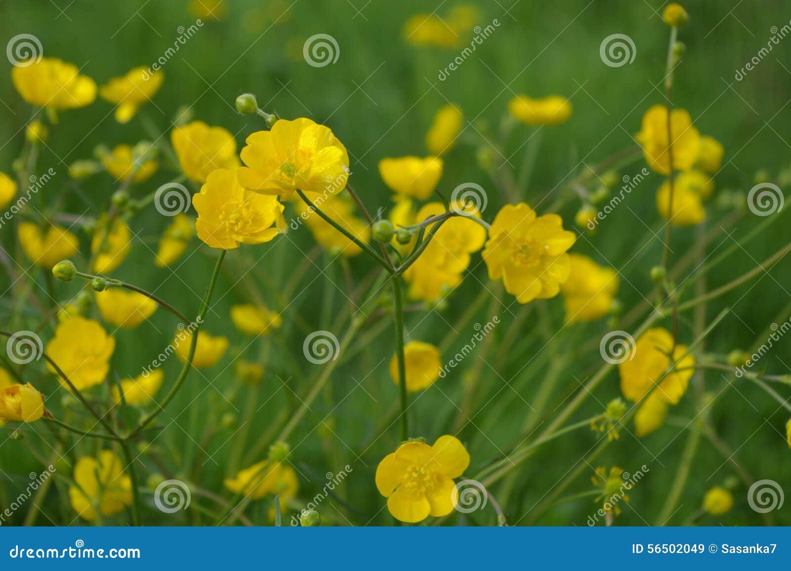 Buttercups stock image. Image of garden, floral, buttercup - 56502049