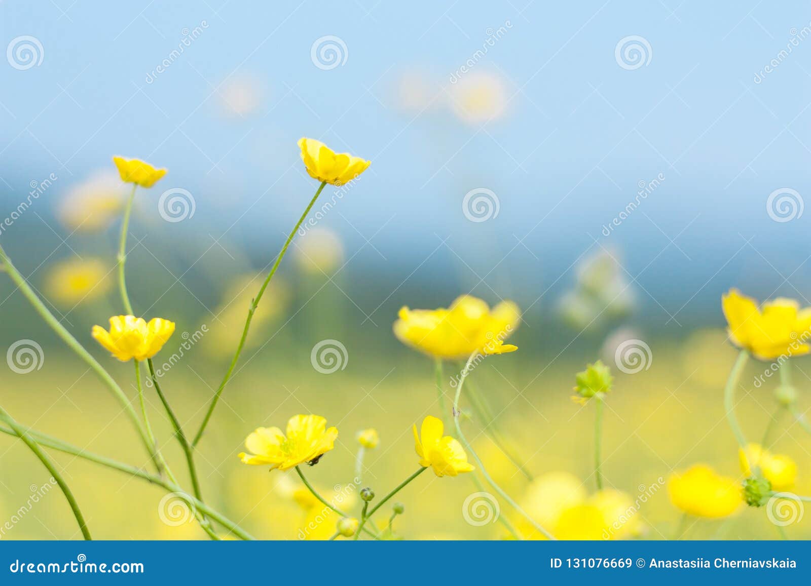 Buttercups Fields with Soft Focus, Bokeh and Diffused Background in a ...