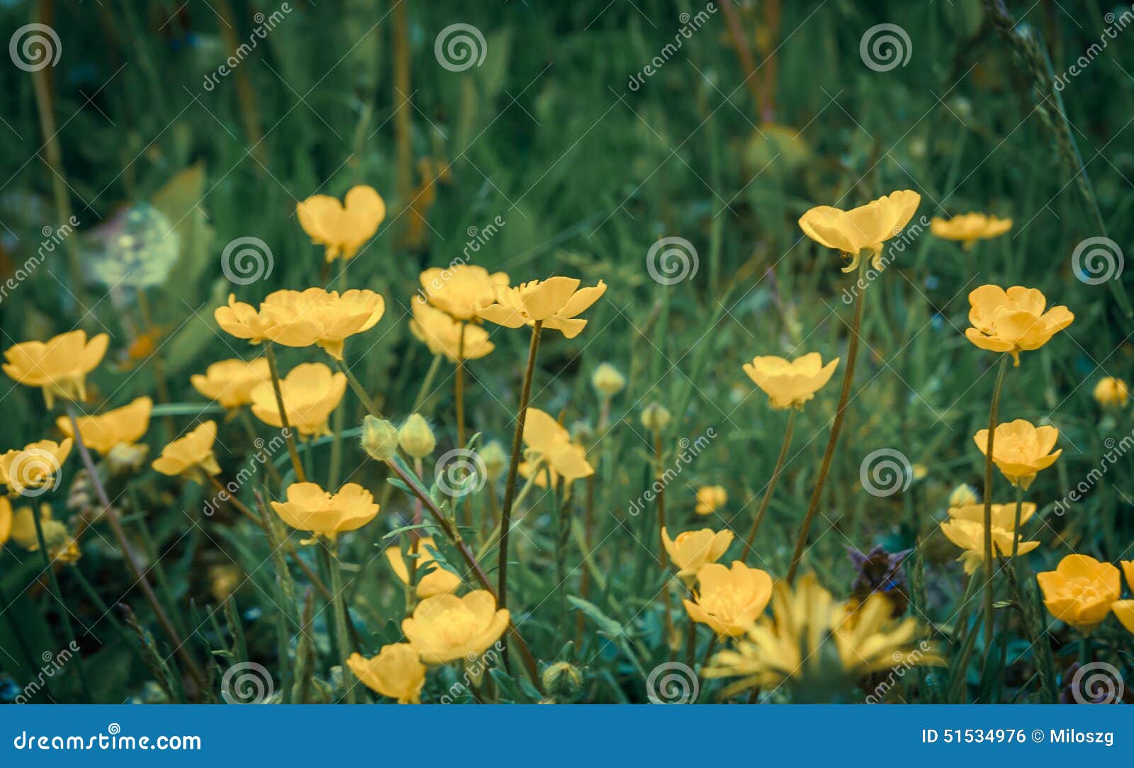 Buttercups flowers stock photo. Image of spring, season - 51534976